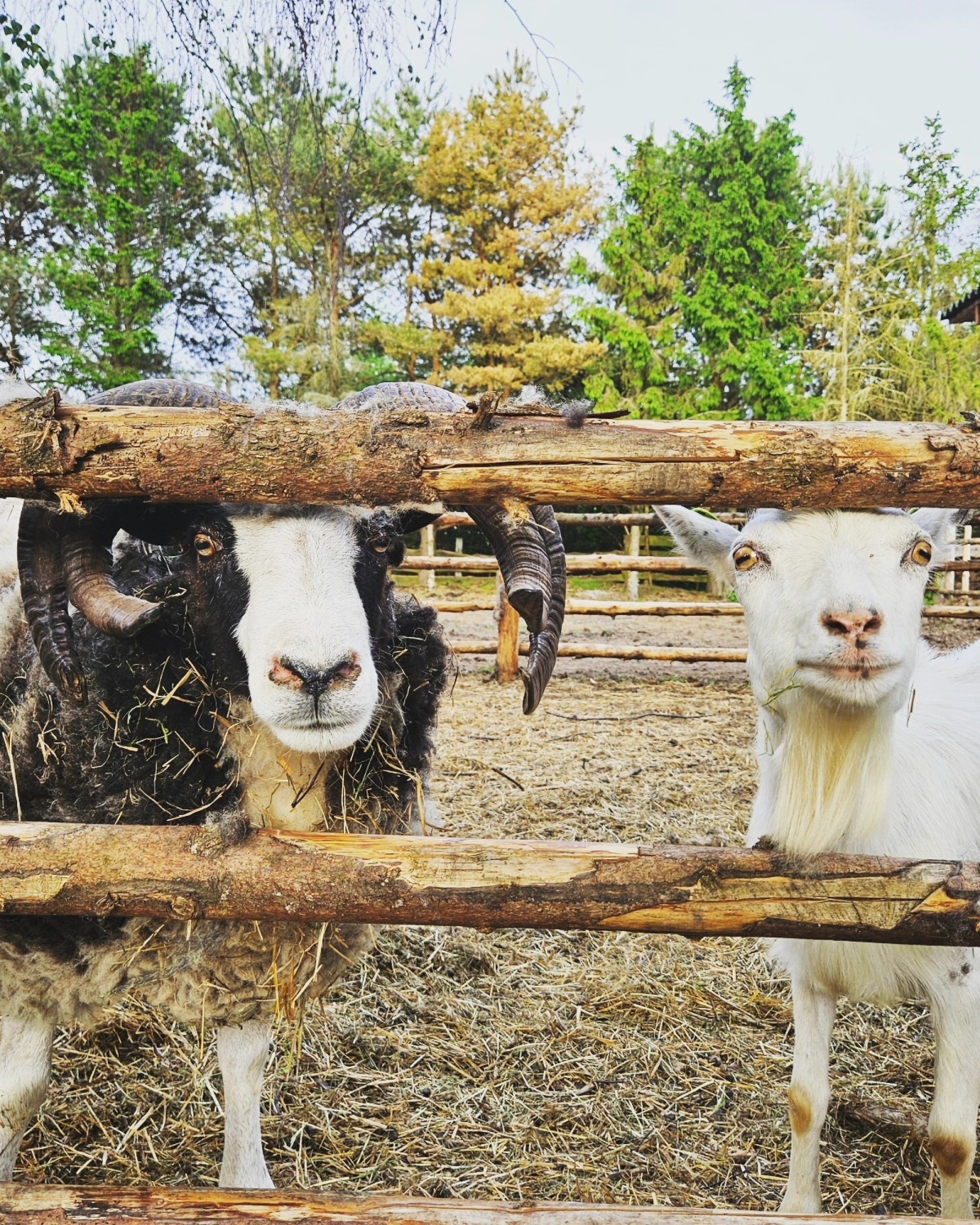 Atpūtas vietas "Buki" un Mini Zoo dāvanu karte | Dāvanu Serviss