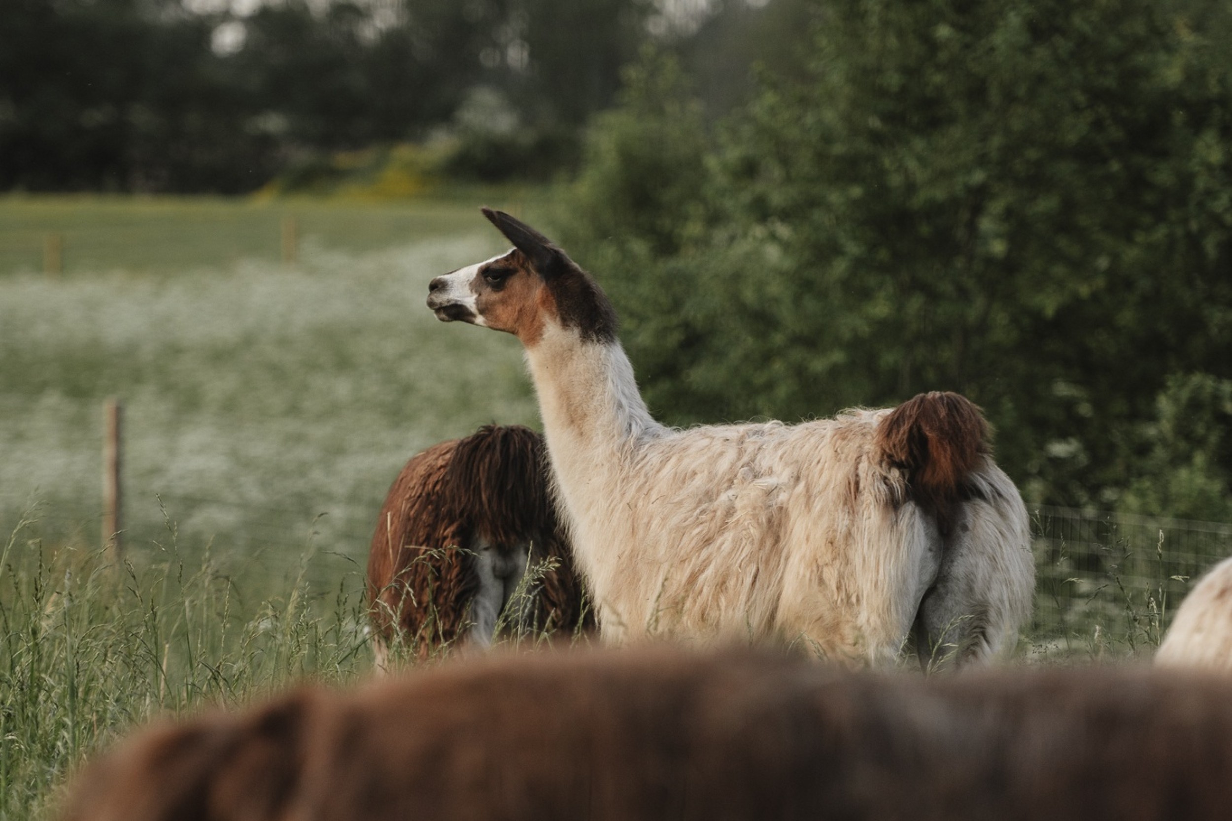 Sigulda ZOO apmeklējums pieaugušajam | Dāvanu Serviss