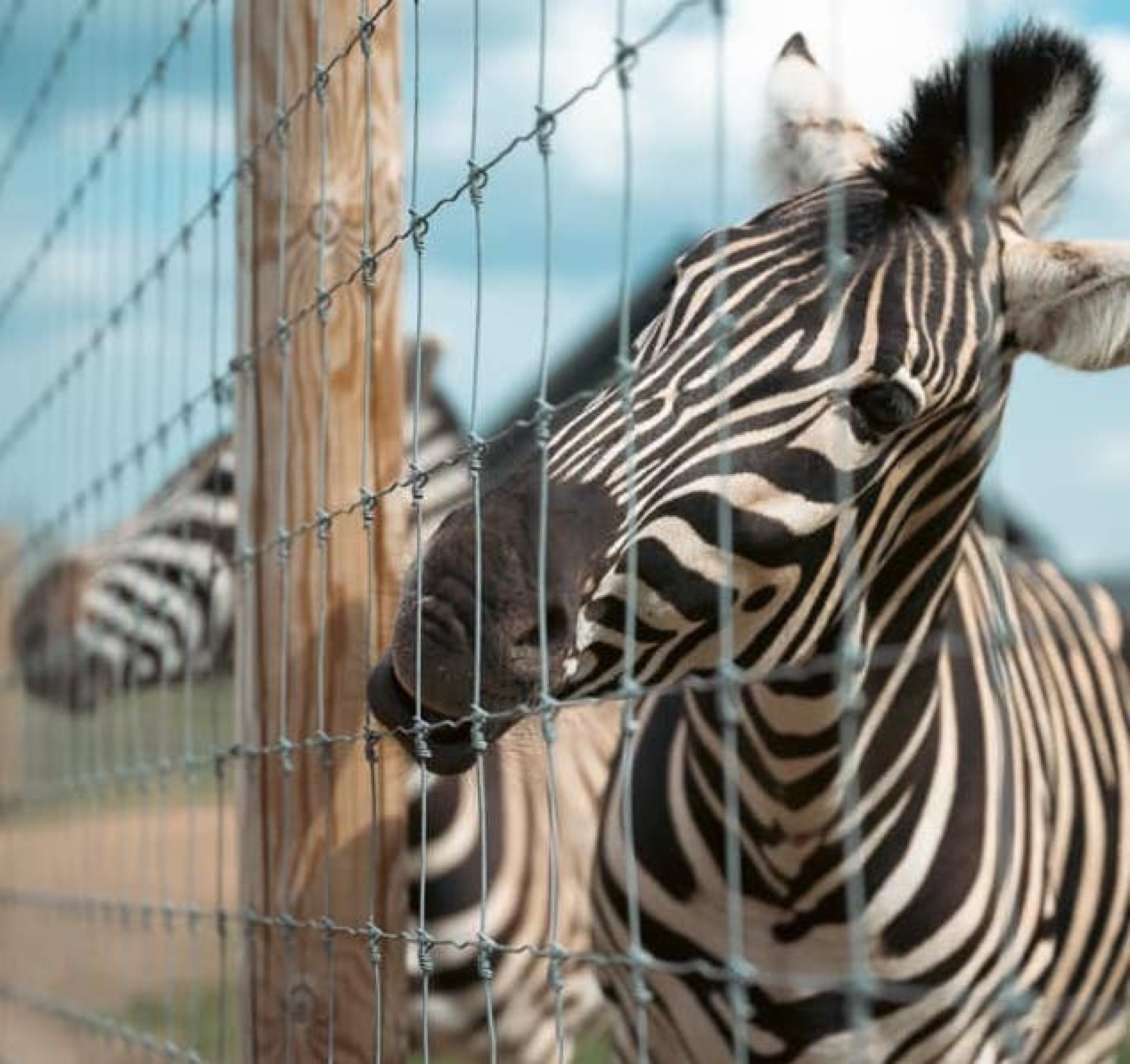 Посещение "SIGULDA ZOO" для взрослого и ребенка | Dāvanu Serviss