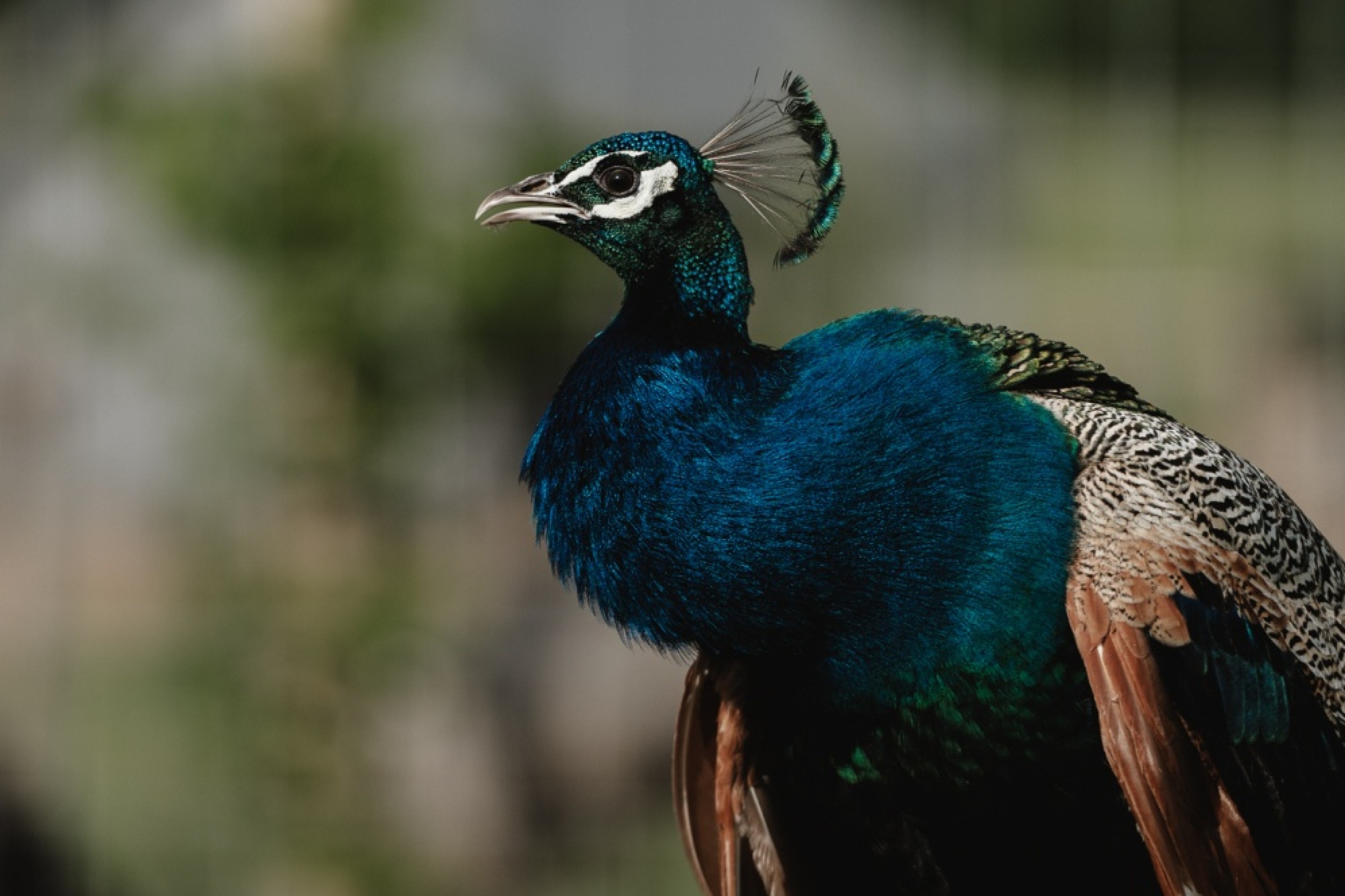 Sigulda ZOO apmeklējums diviem pieaugušajiem | Dāvanu Serviss